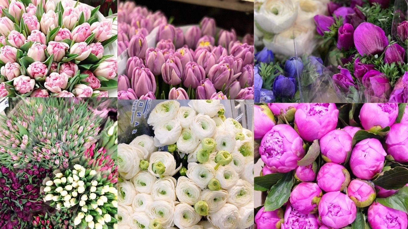 Vairumtirdzniecība - Magnolijas Zieds